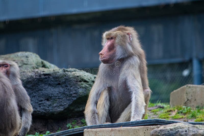 Baboon in a zoo enclosure stock photo. Image of primate - 14095406