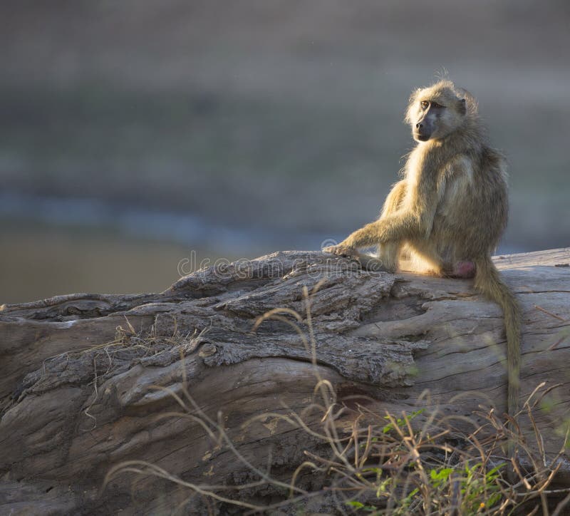 Baboon stock image. Image of park, baboon, african, zimbabwe - 40154511