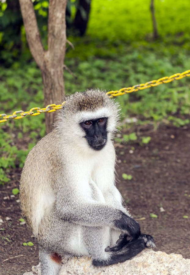 Baboon sitting looking stock photo. Image of facing, furry - 43272356
