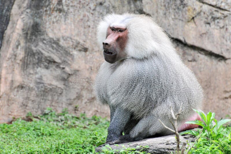 A Baboon Sitting and Resting Stock Image - Image of macaque, mammal ...