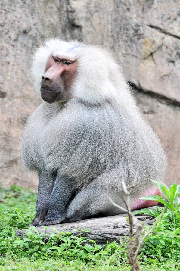 A Baboon Sitting and Resting Stock Image - Image of macaque, primate ...