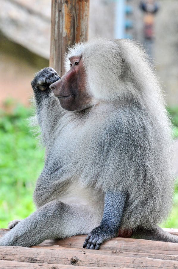 Baboon Sitting stock image. Image of nostrils, beard - 32626639