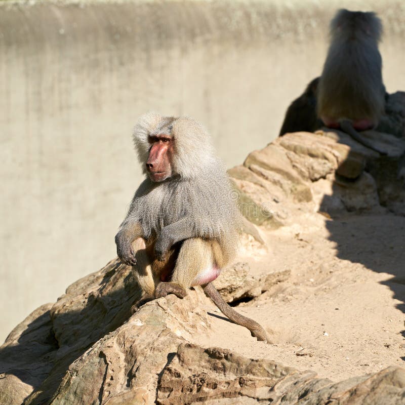 Baboon on a rock stock photo. Image of mammal, conservation - 102755328
