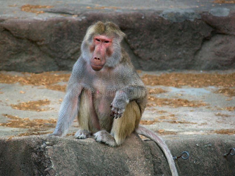 Baboon sitting on a rock stock image. Image of baboon - 43777405