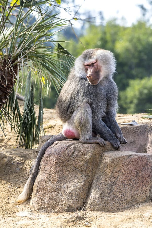 Baboon Sitting on Rock stock image. Image of monkey - 106810301
