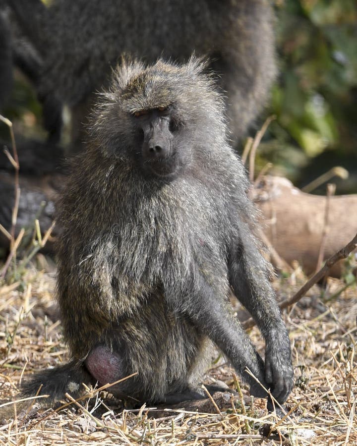 Baboon Sitting in Short Grass in the Ngorongoro Crater Stock Image ...