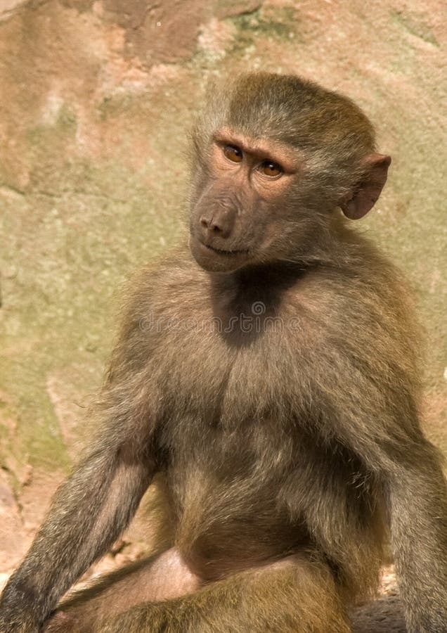 Baboon Sitting staring stock image. Image of baboon, ears - 12469525