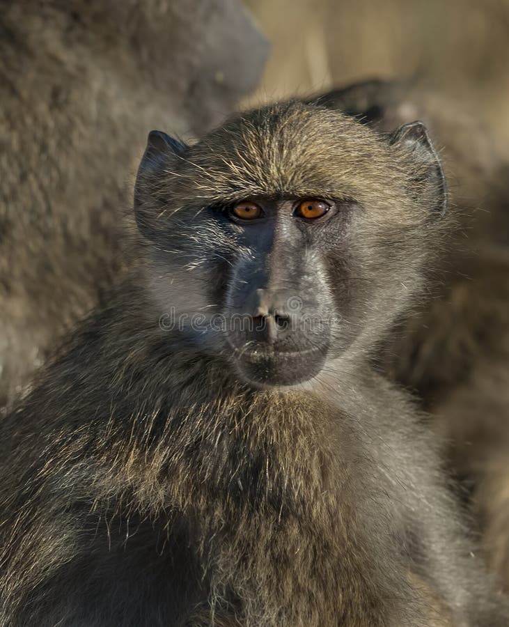 Baboon, South Africa stock image. Image of chacma, wild - 137614415