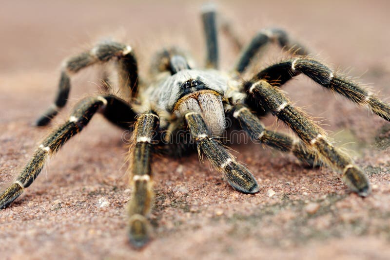 Baboon spider stock photo. Image of body, ceratogyrus - 4011448