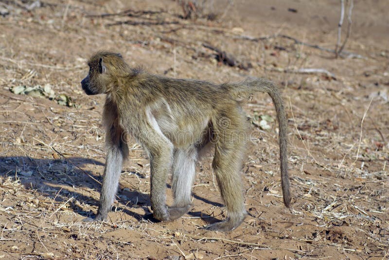 Baboon standing stock photo. Image of baboon, safari - 157982838
