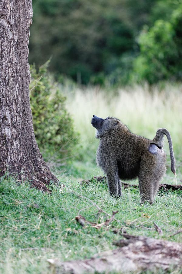 Baboon Standing on Grassland and Looking at Tree Stock Image - Image of ...