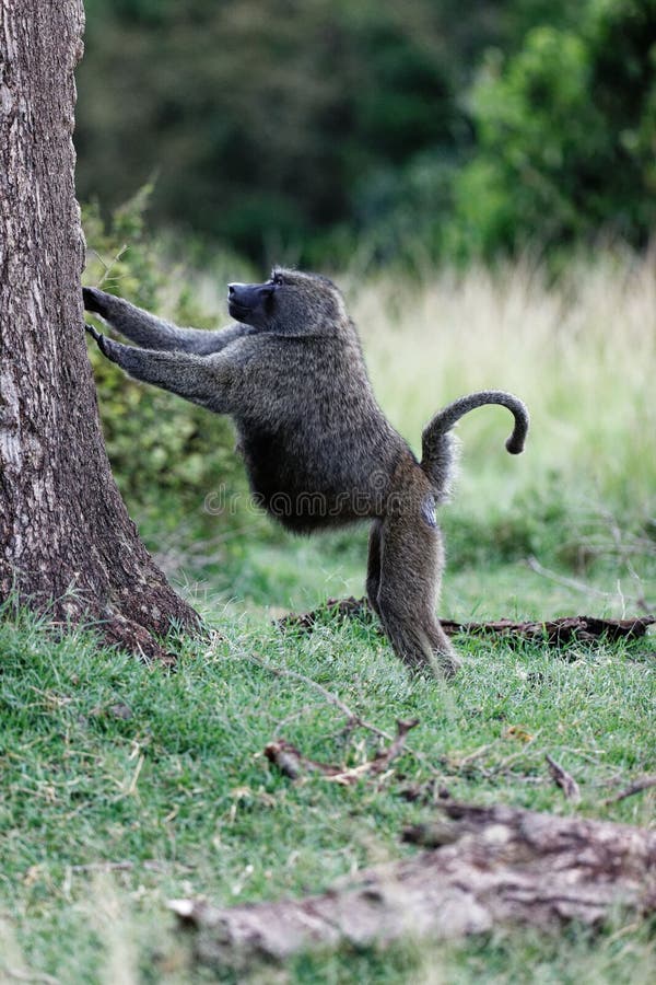 Baboon Standing on Grassland and Looking at Tree Stock Photo - Image of ...