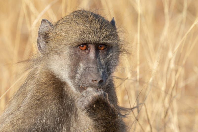 Baboon Staring at the Camera Stock Image - Image of chilly, safari ...
