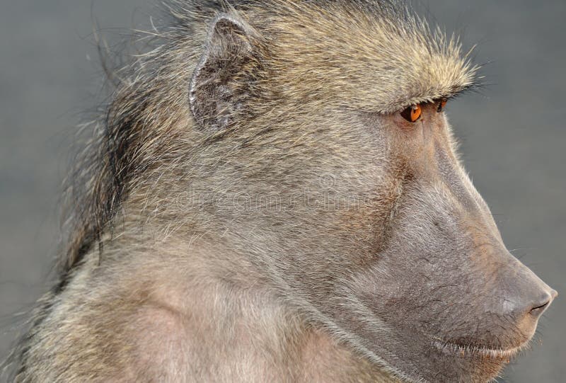 A Baboon Staring Intently into the Distance Stock Photo - Image of ...