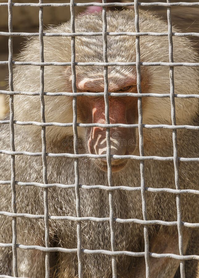 Baboon Sternly Looking at the Camera at the Zoo Stock Photo - Image of ...