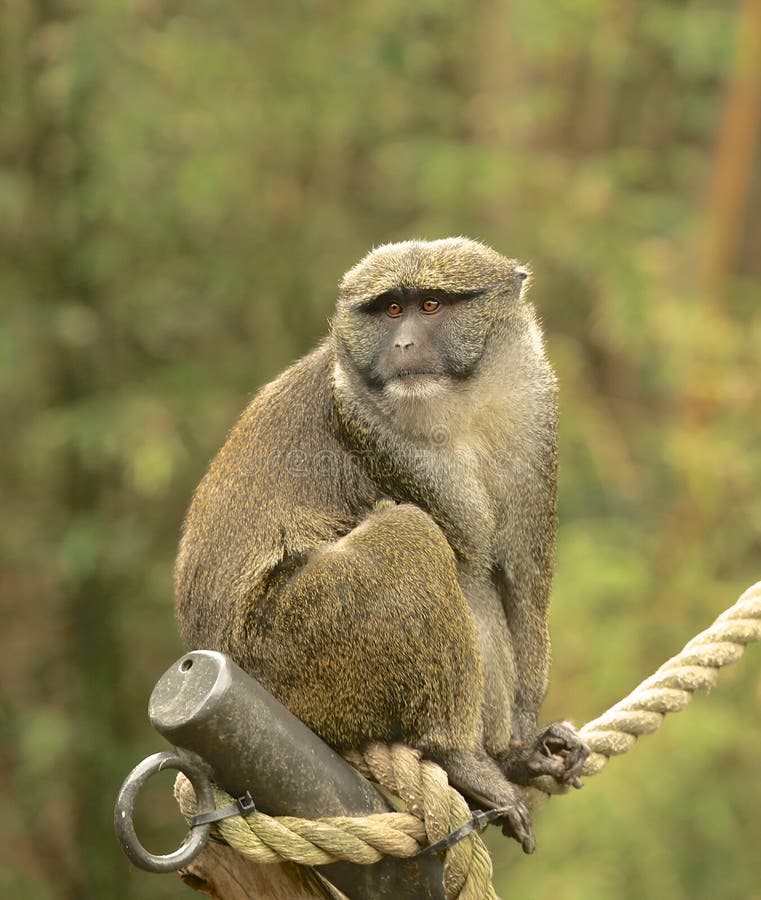 Baboon Tan Zoo Old World Monkey Stock Photo - Image of monkey, sits ...