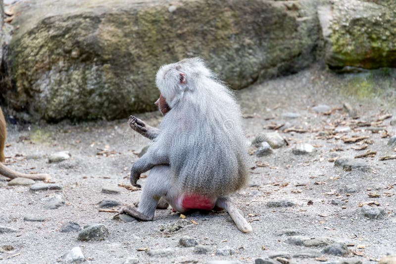 Baboon on Their Playground Posing and Playing Stock Photo - Image of ...