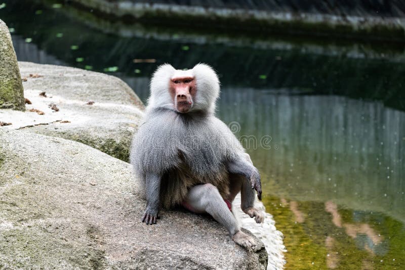 Baboon on Their Playground Posing and Playing Stock Image - Image of ...