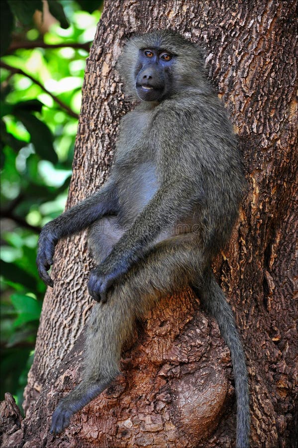 Baboon on a tree. stock photo. Image of ecology, animal - 16146764