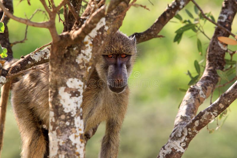Baboon stock photo. Image of wildlife, mammals, dangerous - 85761838
