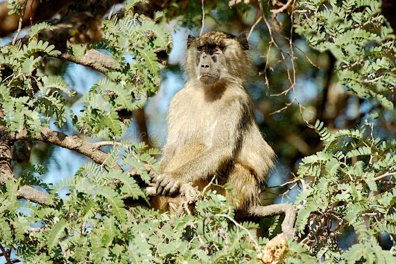 Baboon in tree stock image. Image of apes, serengeti - 39671359