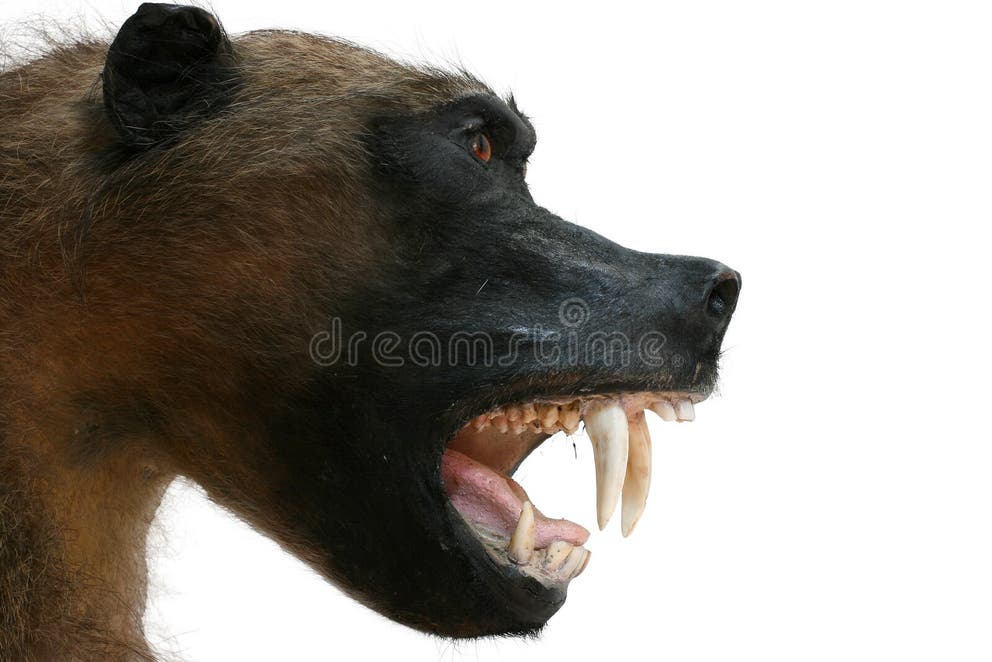 Baboon Trophy Objects Isolated Stock Image - Image of theme, mammal ...