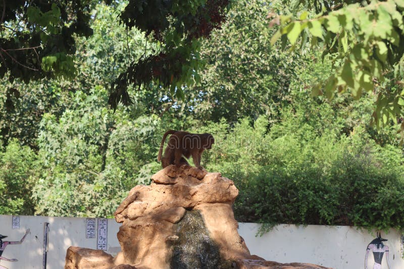 Baboon-type Monkeys in the Yard of a Zoo Stock Photo - Image of type ...
