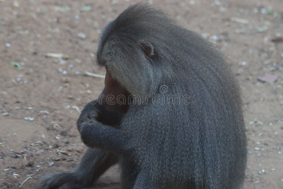 Baboon-type Monkeys in the Yard of a Zoo Stock Image - Image of baboon ...