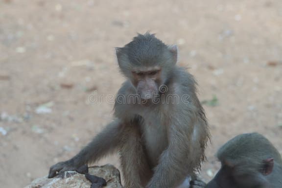 Baboon-type Monkeys in the Yard of a Zoo Stock Image - Image of baboon ...