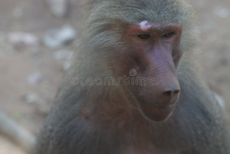 Baboon-type Monkeys in the Yard of a Zoo Stock Image - Image of type ...