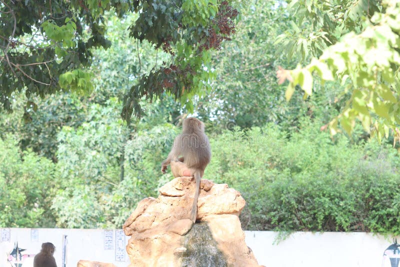 Baboon-type Monkeys in the Yard of a Zoo Stock Photo - Image of yard ...