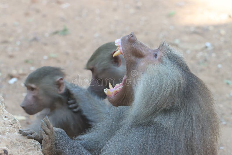 Baboon-type Monkeys in the Yard of a Zoo Stock Photo - Image of yard ...