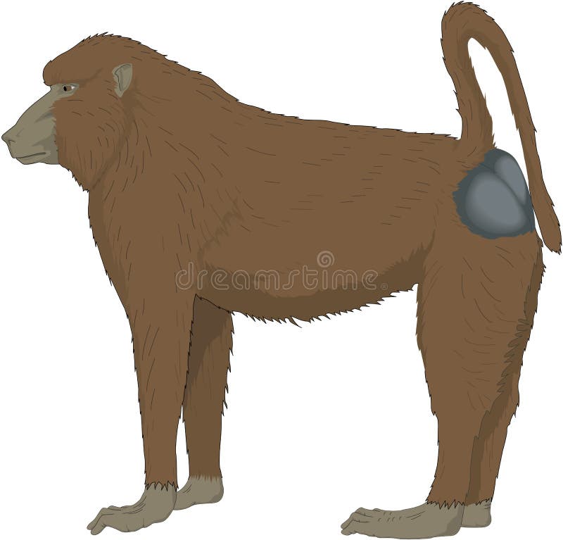 Baboon Vector Illustration stock vector. Illustration of mammal - 133711945