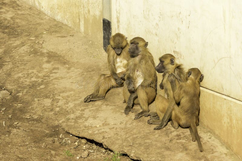 Baboon stock photo. Image of baboon, intelligence, humanity - 140561102