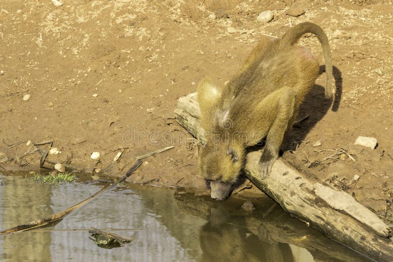 Baboon stock image. Image of nature, baboon, evolution - 140561117