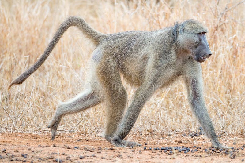 Baboon Walking on All Fours Stock Image - Image of grassland, omnivore ...