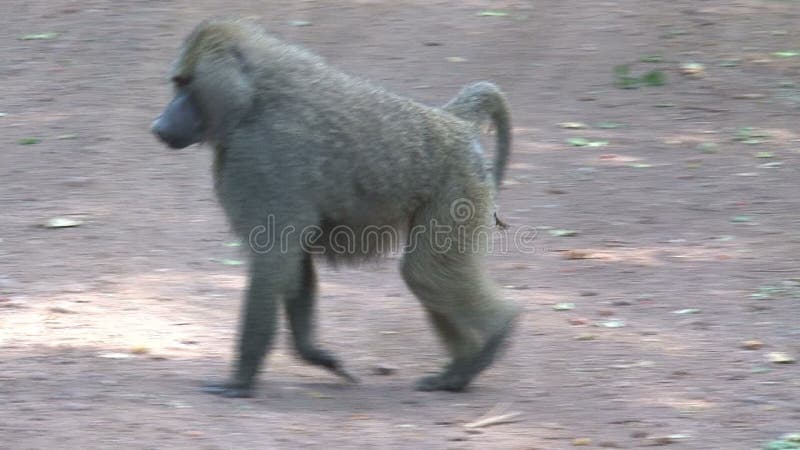 Baboon Walking on the Forest Floor Stock Video - Video of tracking ...