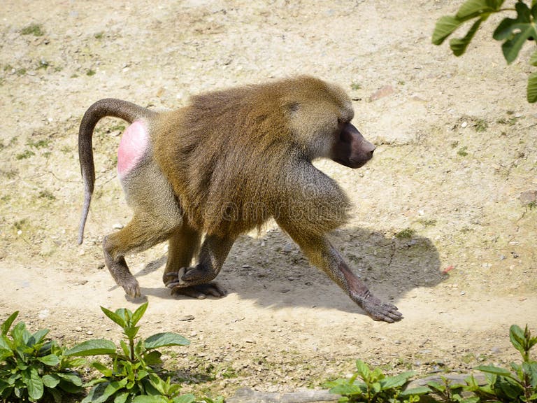Baboon Buttocks Stock Photos - Free & Royalty-Free Stock Photos from ...