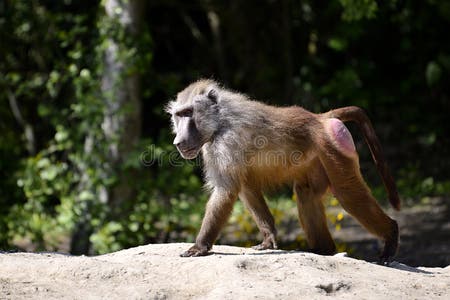 Baboon Buttocks Stock Photos - Free & Royalty-Free Stock Photos from ...