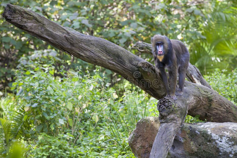 Baboon Walking on Tree Branch Stock Photo - Image of nature, mammal ...
