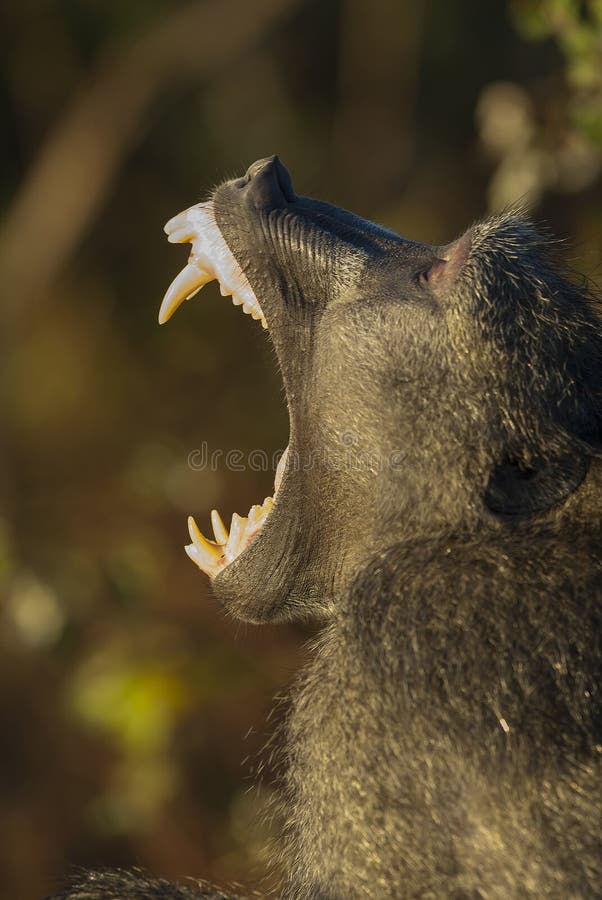 Baboaon yawn, Africa stock image. Image of afric, attitude - 151821319