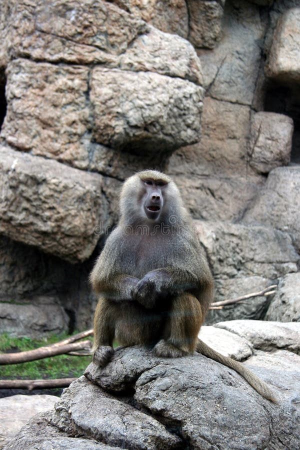 Baboon at zoo stock photo. Image of primate, wildlife - 1686372
