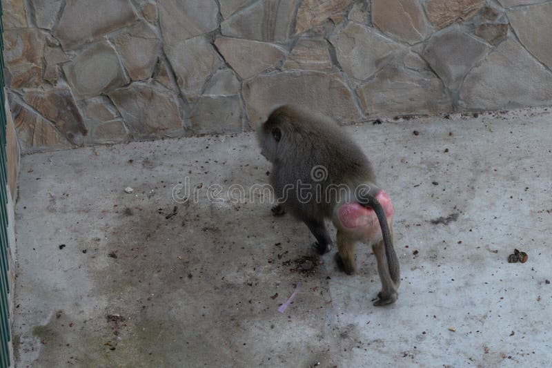 Baboon Zoo Enclosure Walking - a Baboon Walks Across the Concrete Floor ...