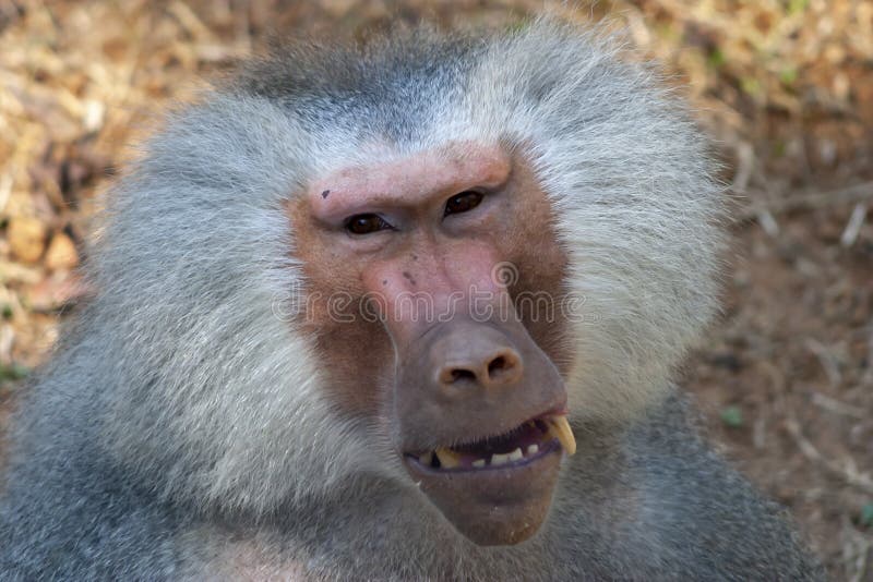 Baboon at Zoo in India with Big Tooth Stock Image - Image of portait ...