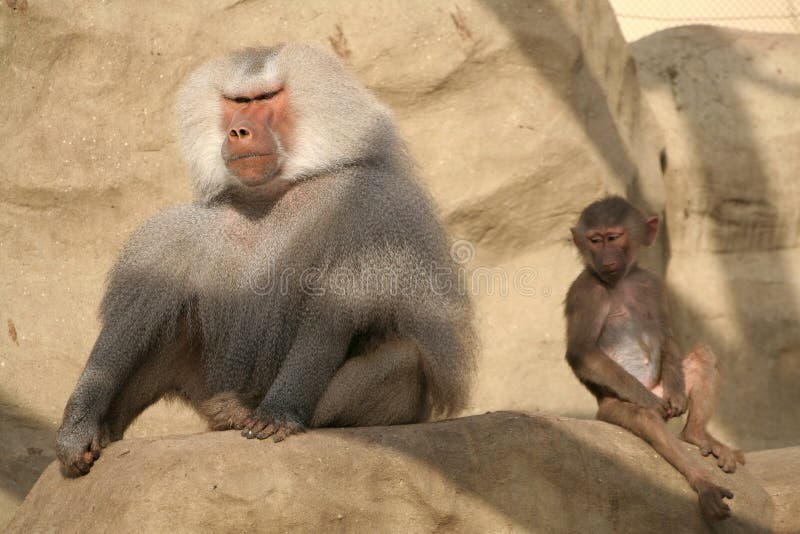 Baboons stock photo. Image of africa, baboons, parents - 1105296