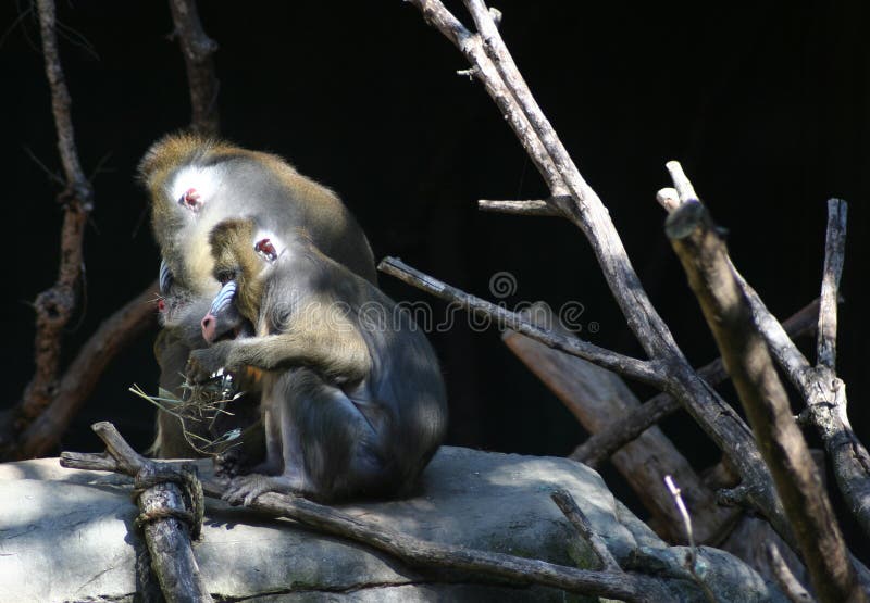 Baboons stock photo. Image of wild, primate, baboon, rainforest - 1345244