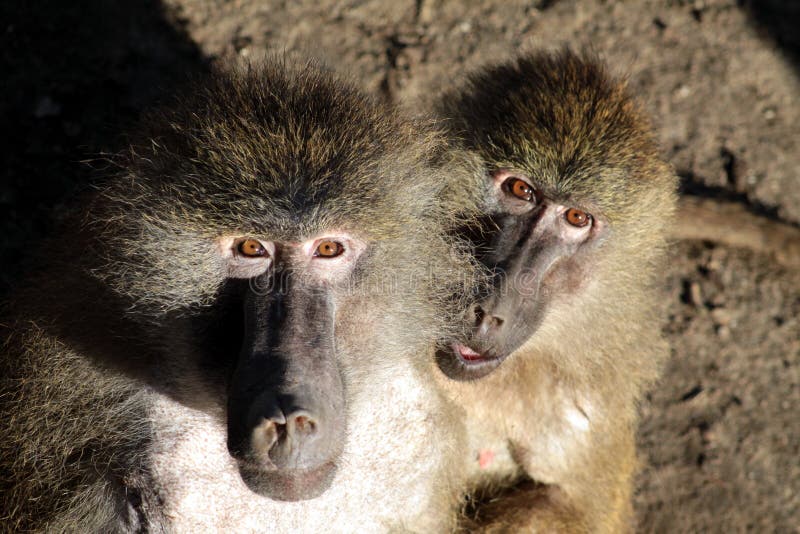 English School in South Korea Editorial Stock Photo - Image of ...
