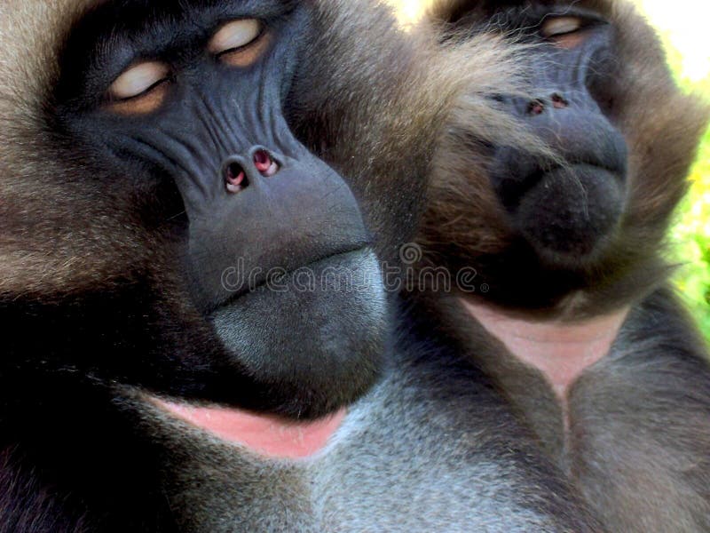 Baboons stock photo. Image of baboon, resting, peaceful - 866900