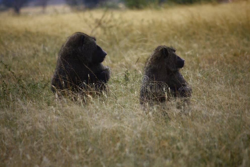 Baboons 2 stock photo. Image of africa, baboons, animal - 43422388