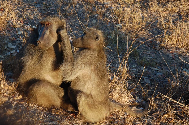 Baboons - Best friends stock image. Image of journey, vacation - 3191333
